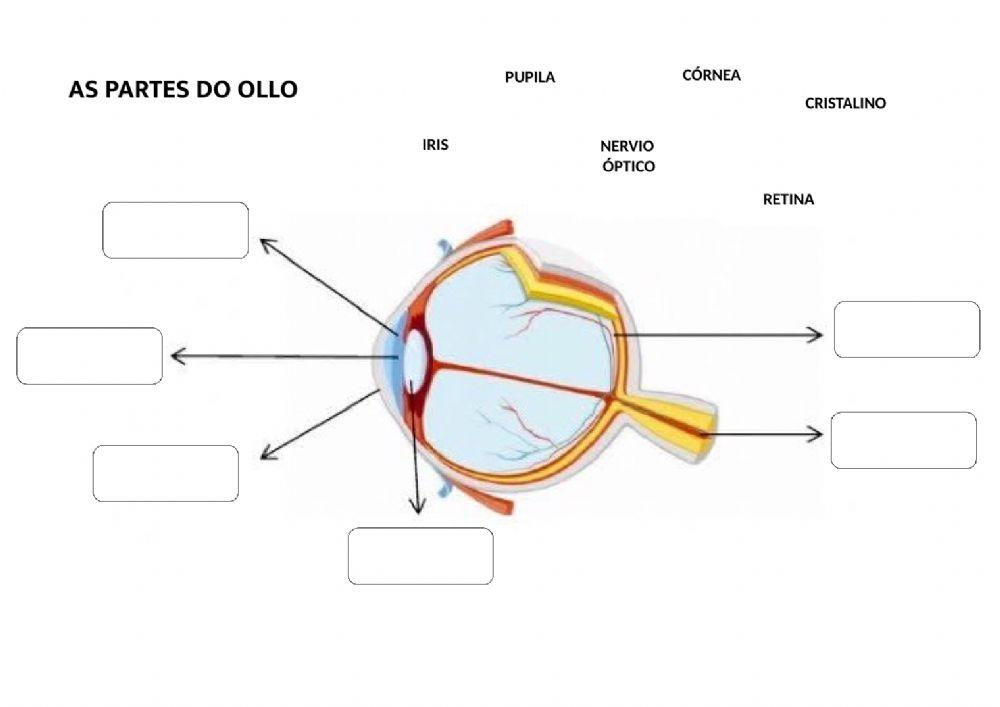 Partes ollo 481274 | Aileon | Live Worksheets