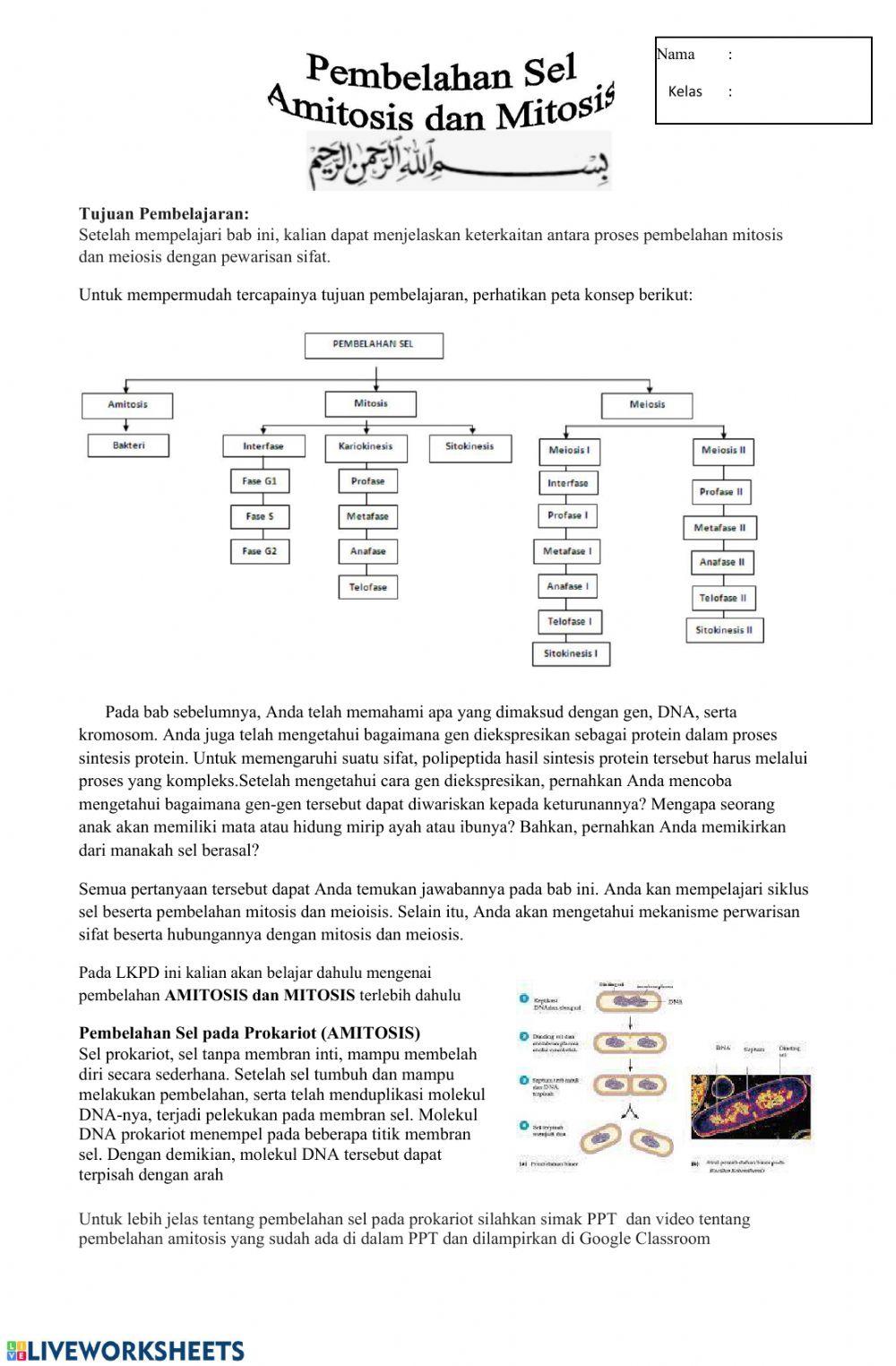 Pembelahan amitosis mitosis worksheet | Live Worksheets