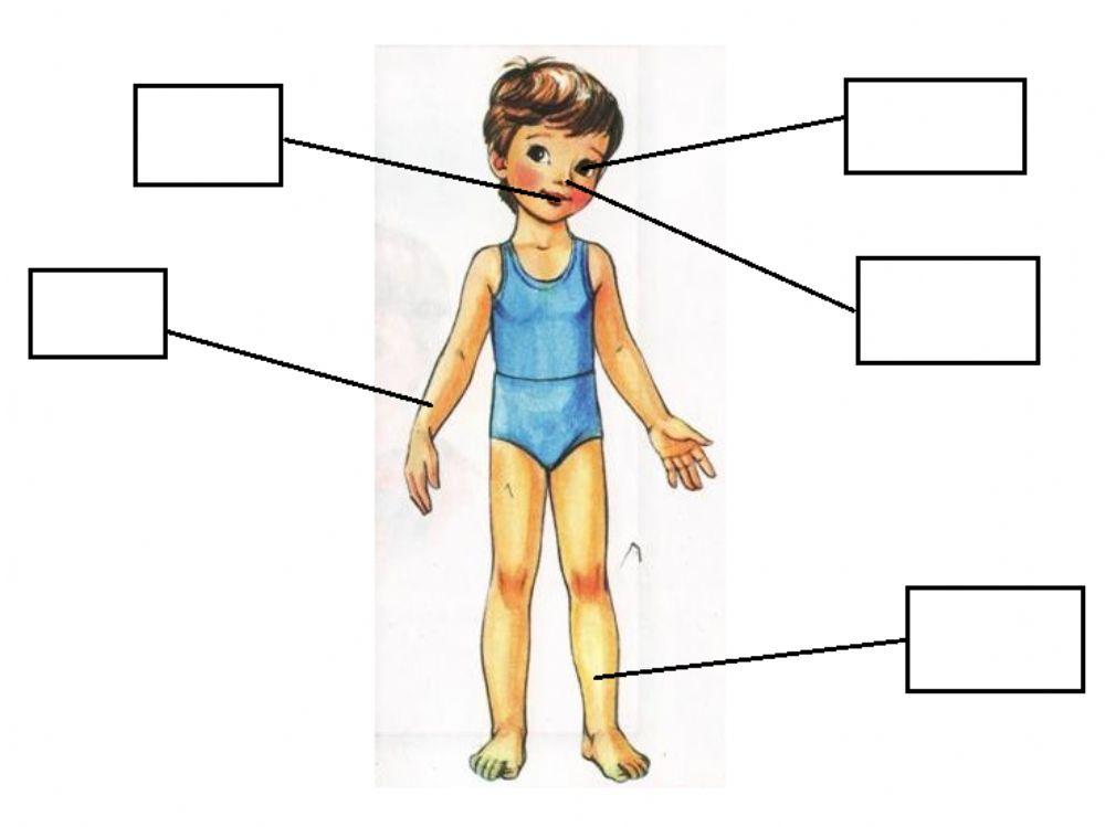 O Corpo Humano Worksheet Live Worksheets 56 Off