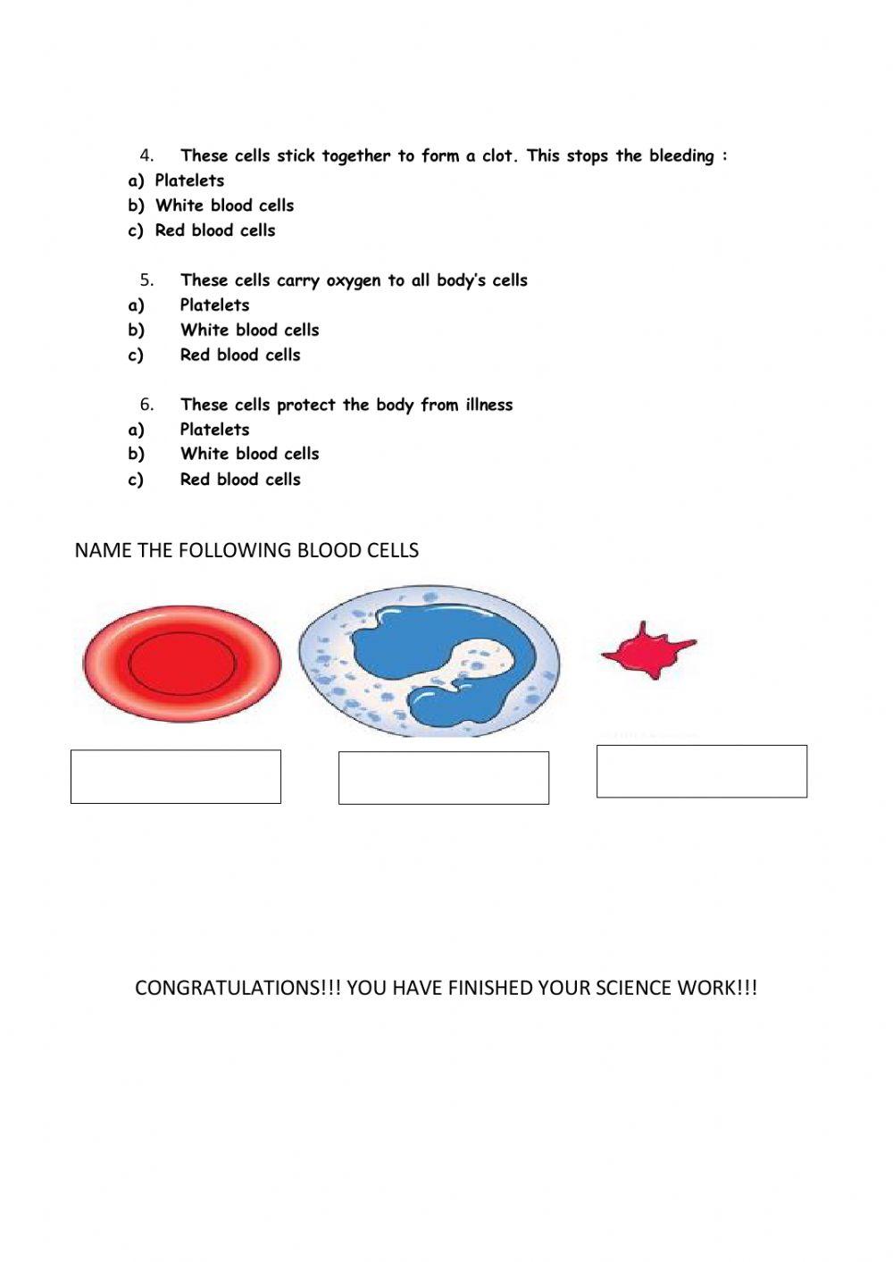 The circulatory system 553289 | Eilin Cecilia Mendoza