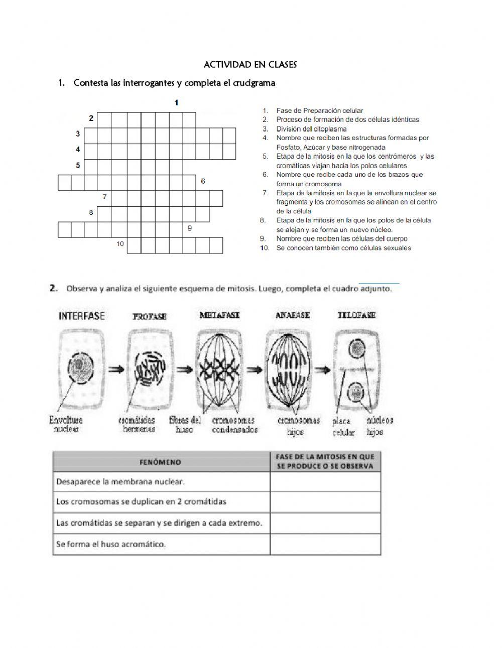 MITOSIS online exercise for | Live Worksheets