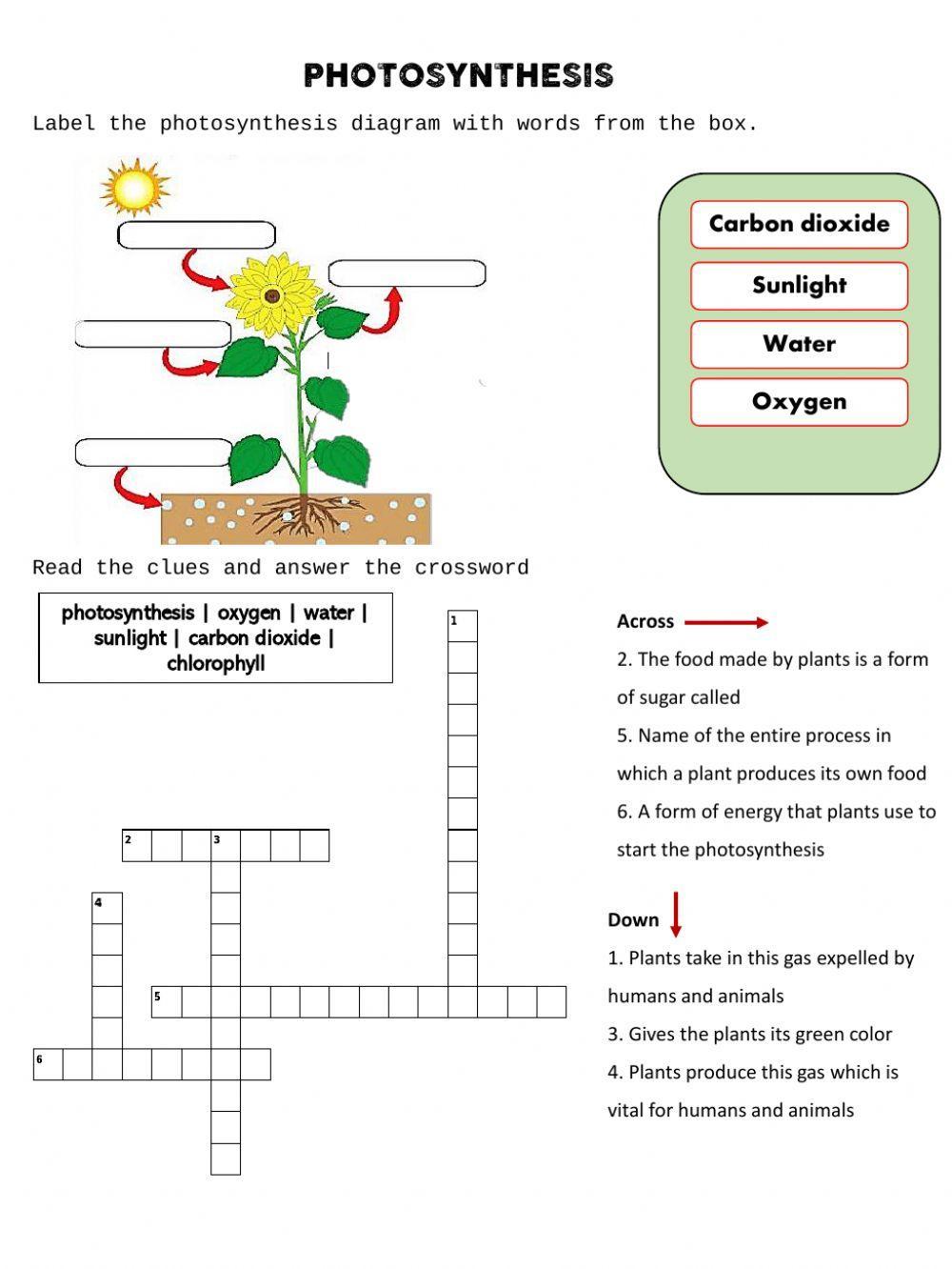 Photosynthesis Diagram Worksheet photosynthesis-diagram-worksheet