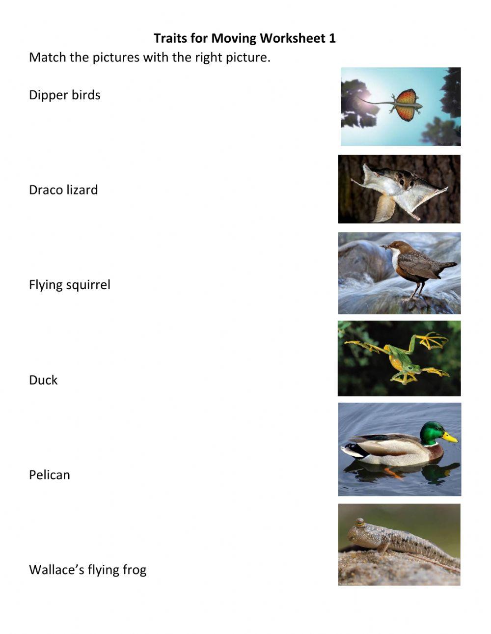 Traits for Getting Food worksheet | Live Worksheets