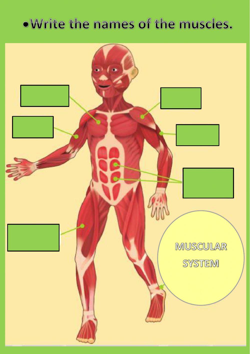 The Muscular System Exercise Live Worksheets the-muscular-system-exercise-live-worksheets