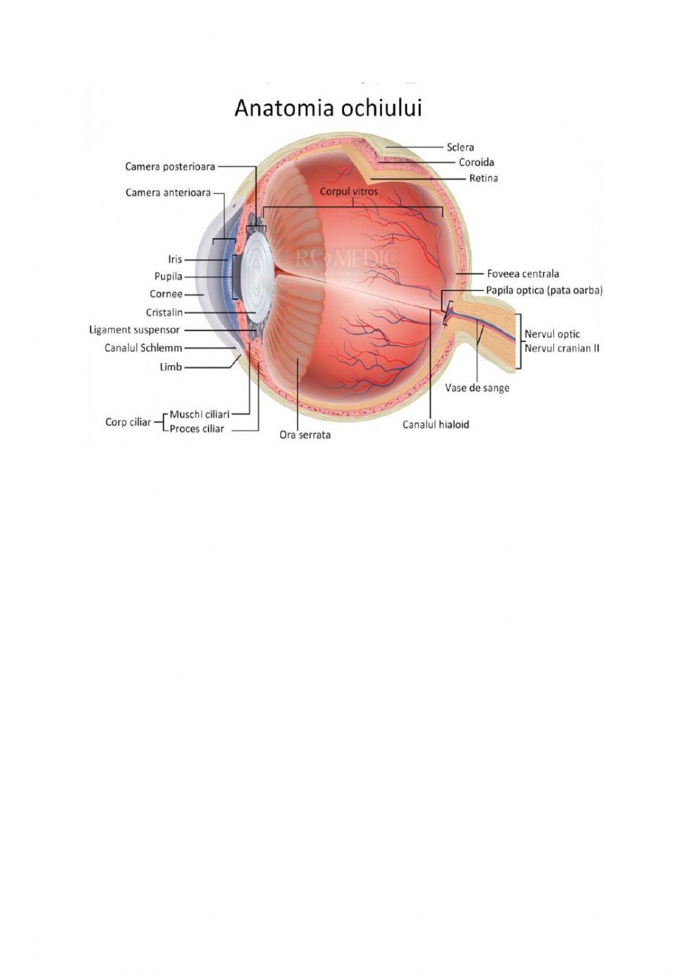 anatomia ochiului-imagine online exercise for | Live Worksheets