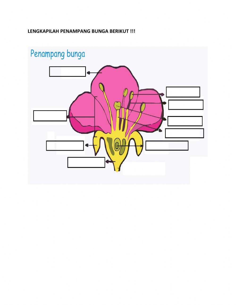 Bagian bunga exercise | Live Worksheets