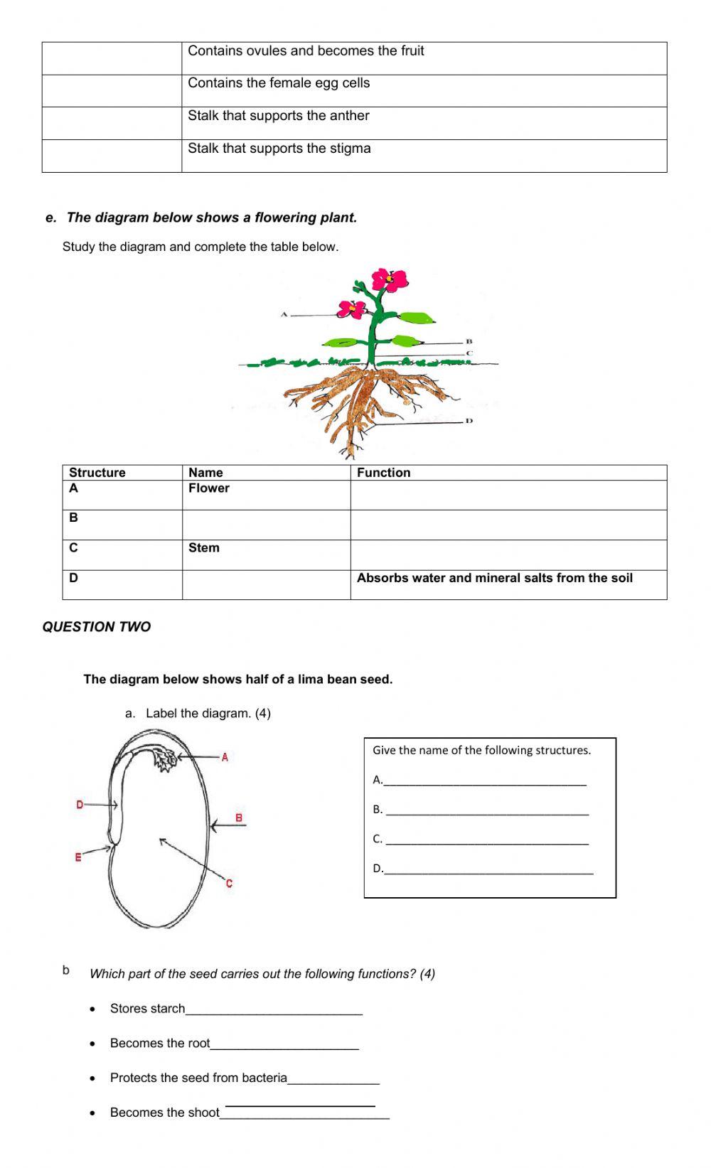 6315547 | Final Exam General Science Grade 8 | Olive