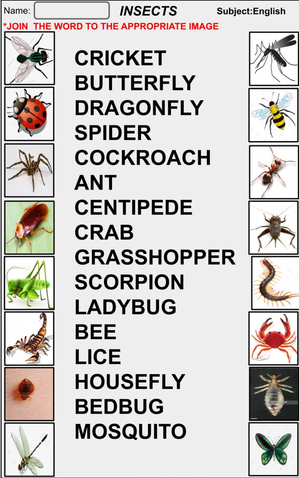 Insects j interactive activity for 1st | Live Worksheets