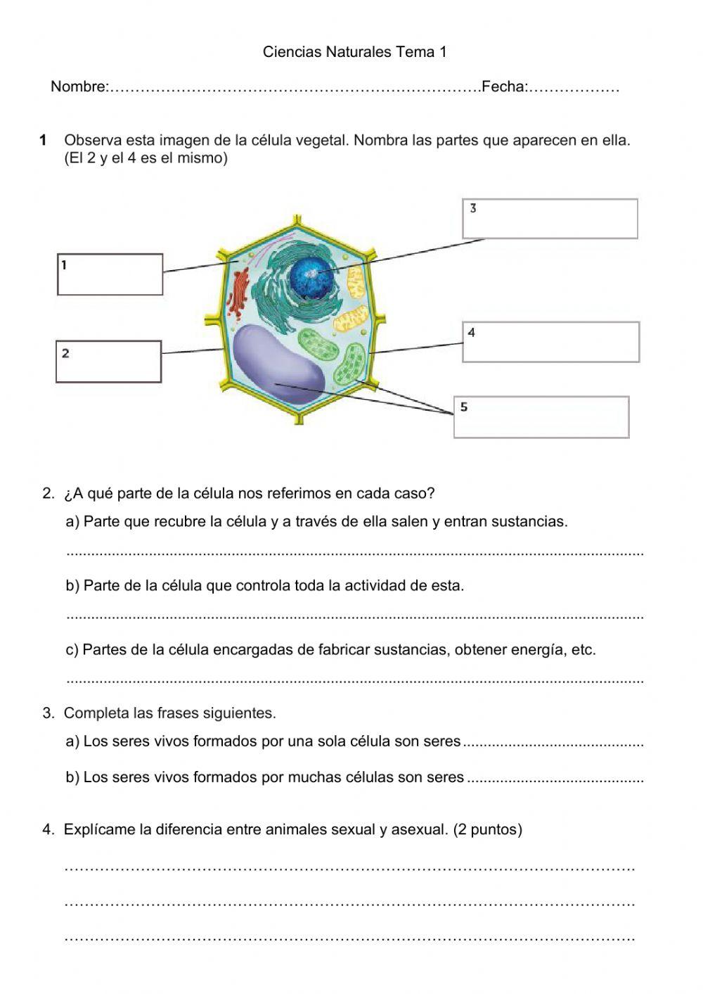 Pdf online exercise: Los seres vivos | Live Worksheets