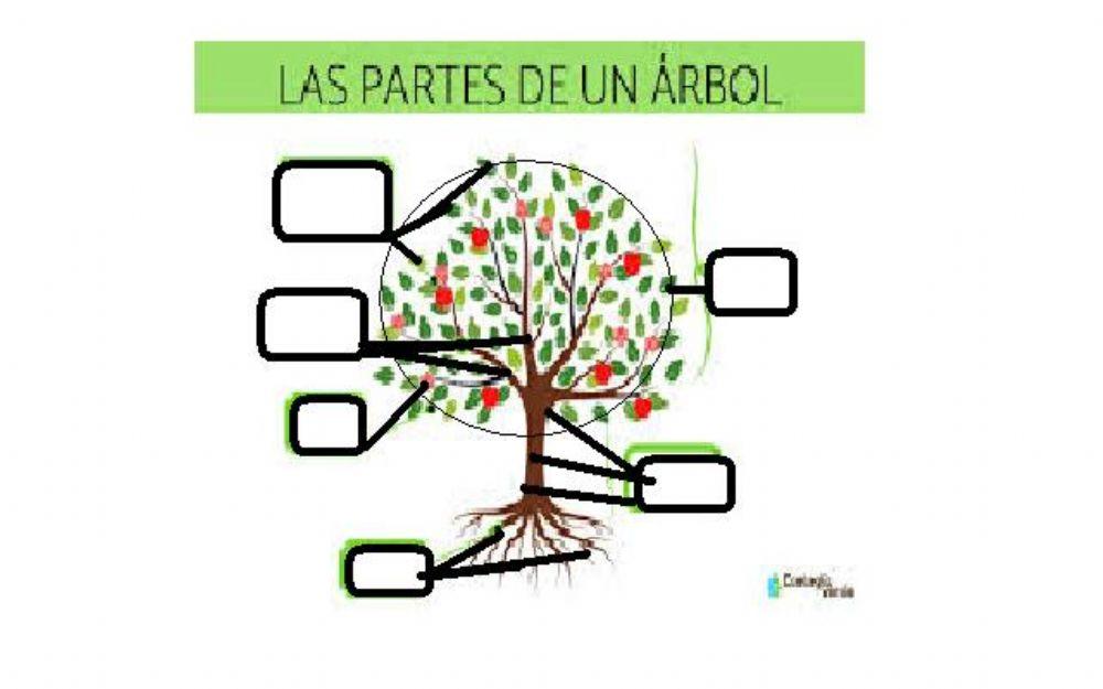 Esquema de un árbol worksheet | Live Worksheets