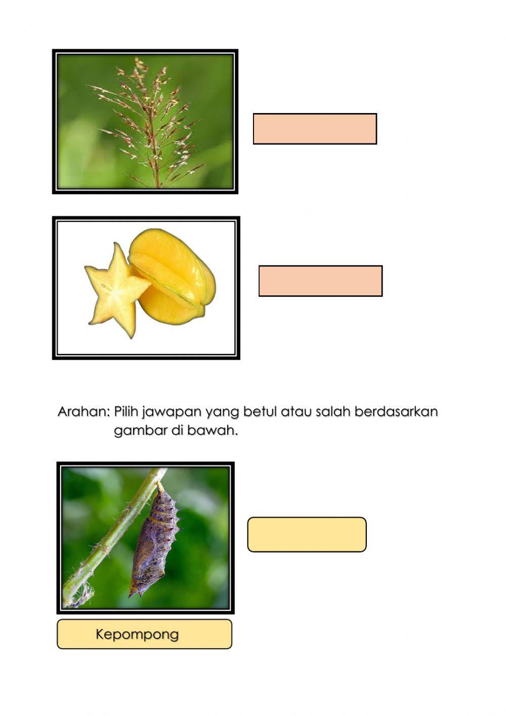 Mengeja dan membaca perkataan KVKVKKVK 591160 | SUZANA BT