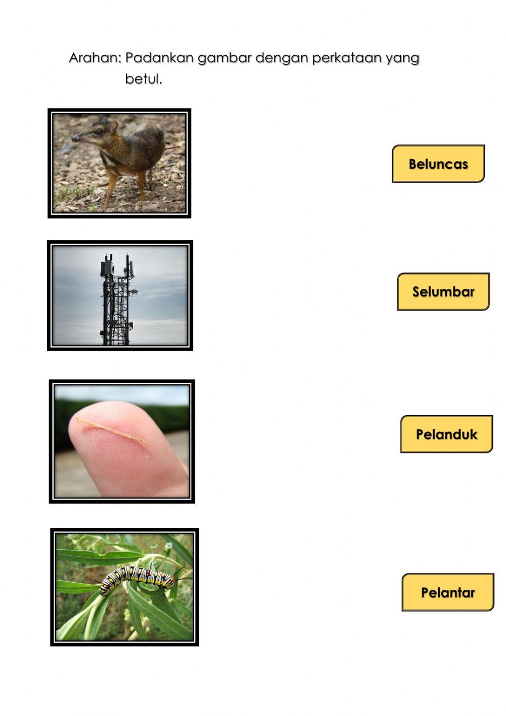 Mengeja dan membaca perkataan KVKVKKVK 591160 | SUZANA BT