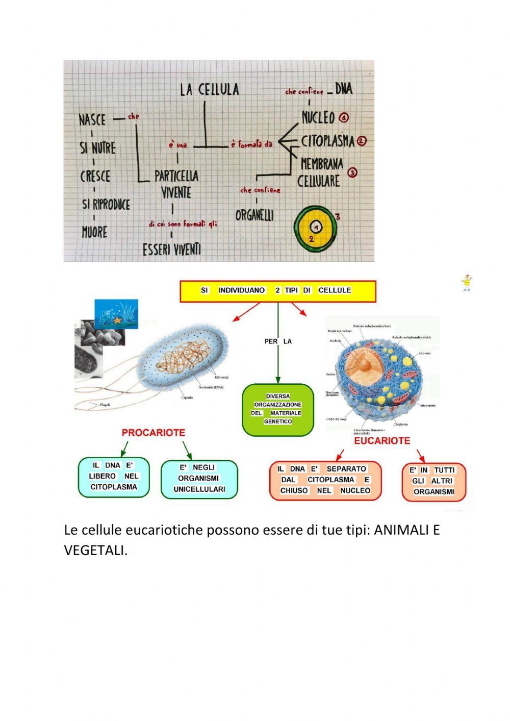 La cellula exercise | Live Worksheets