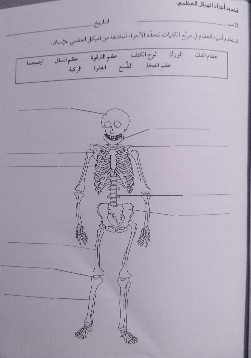ورقه العمل 1-2 1531 | asma rashid | Live Worksheets
