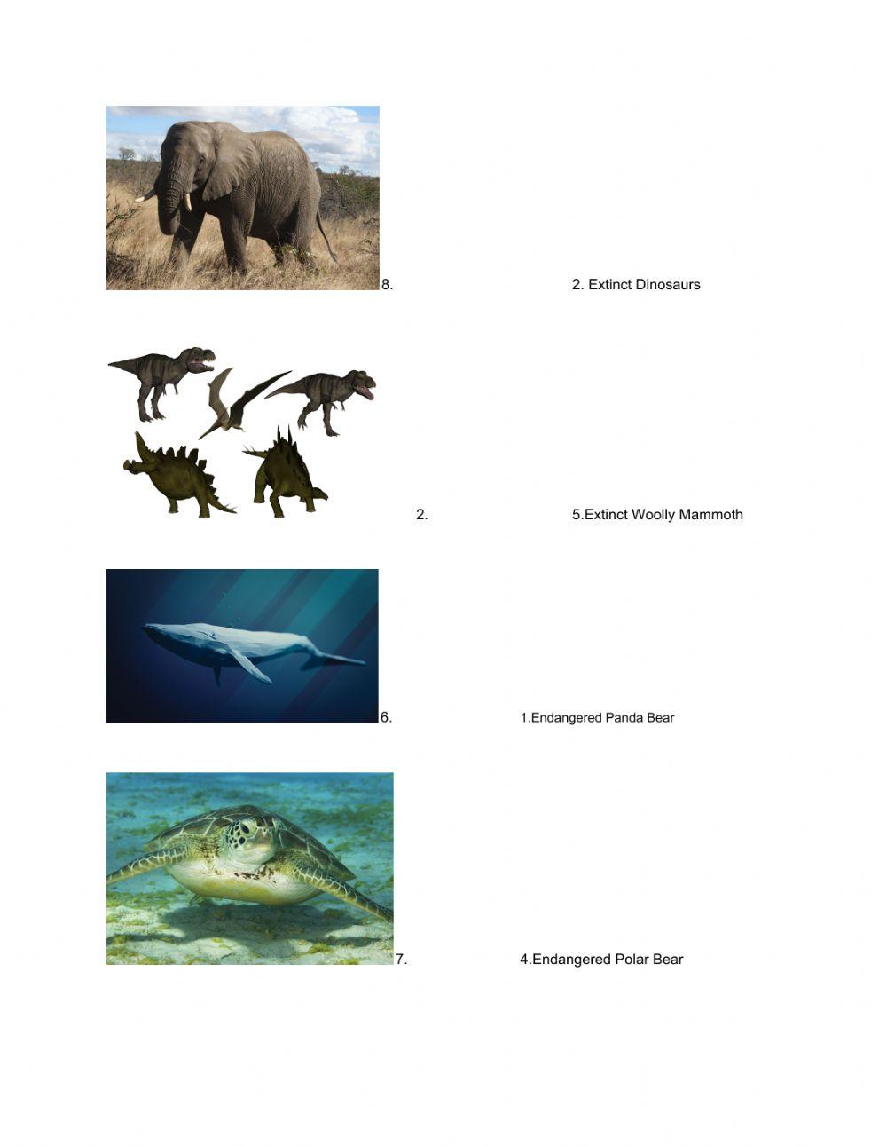 Endangered-Extinct worksheet | Live Worksheets