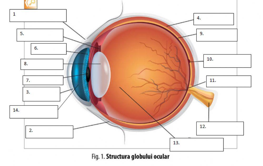 Ochiul 594716 | RalucaMihaela | Live Worksheets