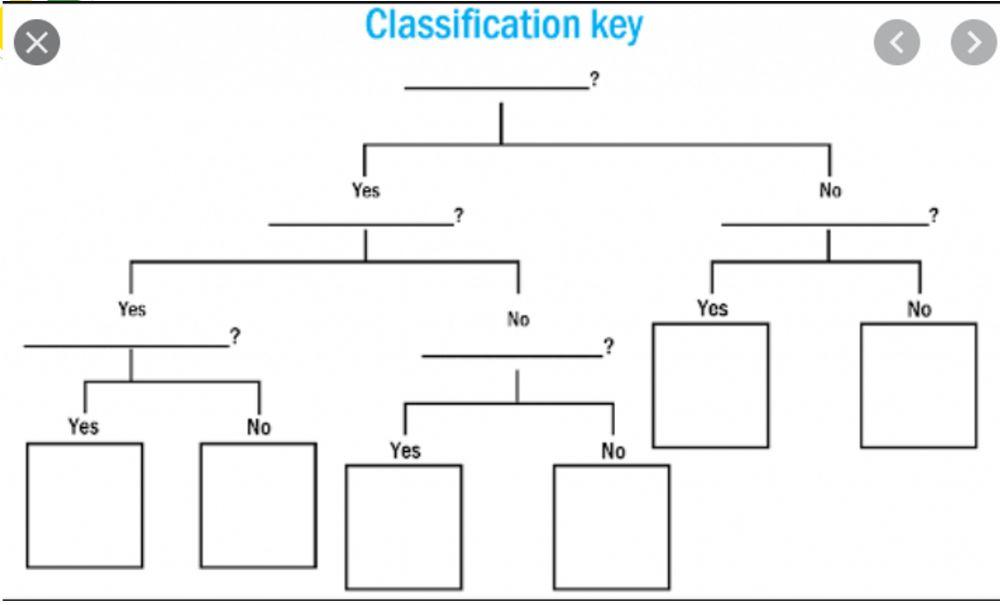 Dichotomous key online exercise for | Live Worksheets