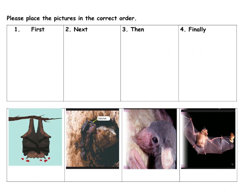 Life cycle of a Bat 596316 | Tania Garcia | Live