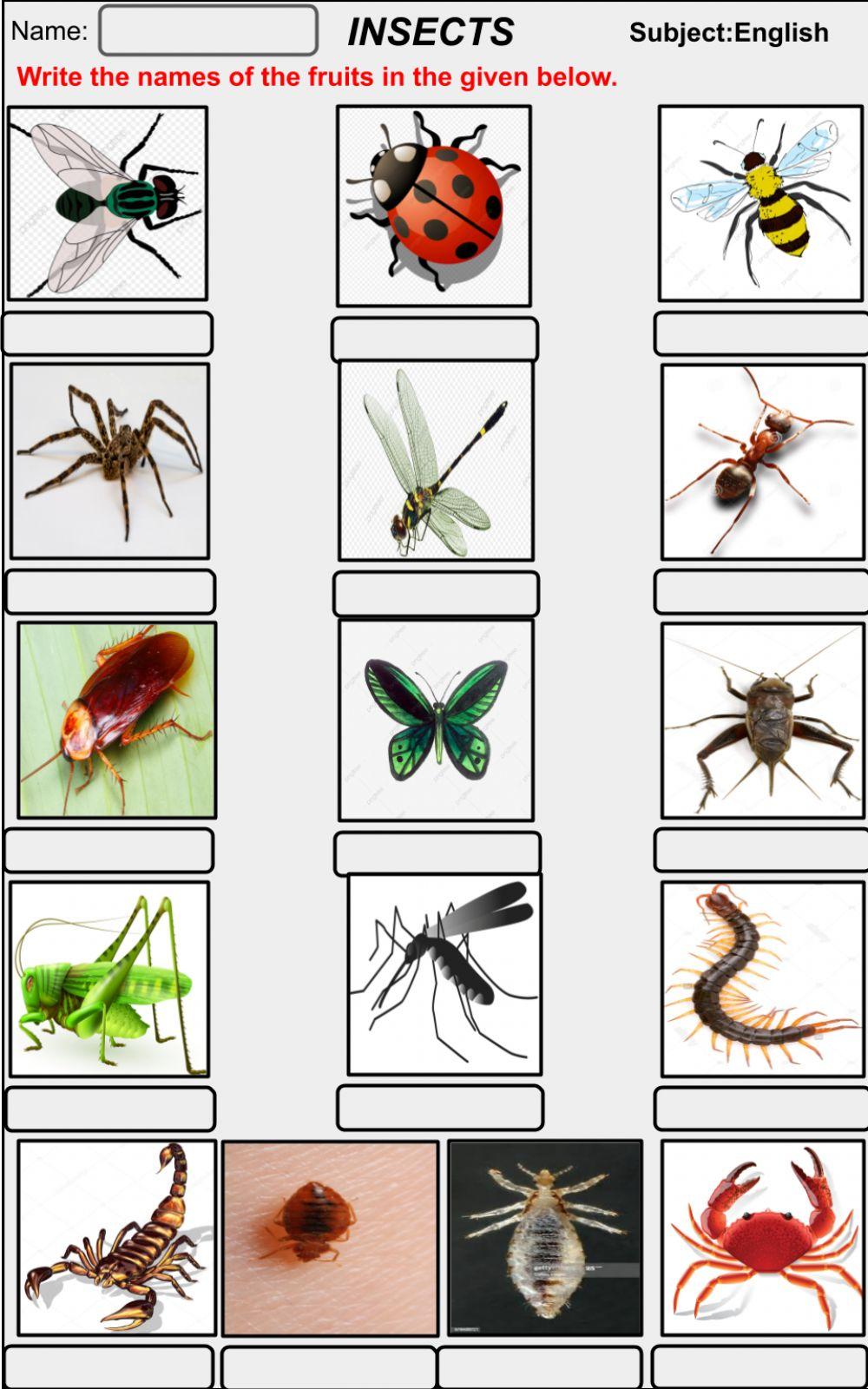 Insects f interactive exercise for 1st | Live Worksheets