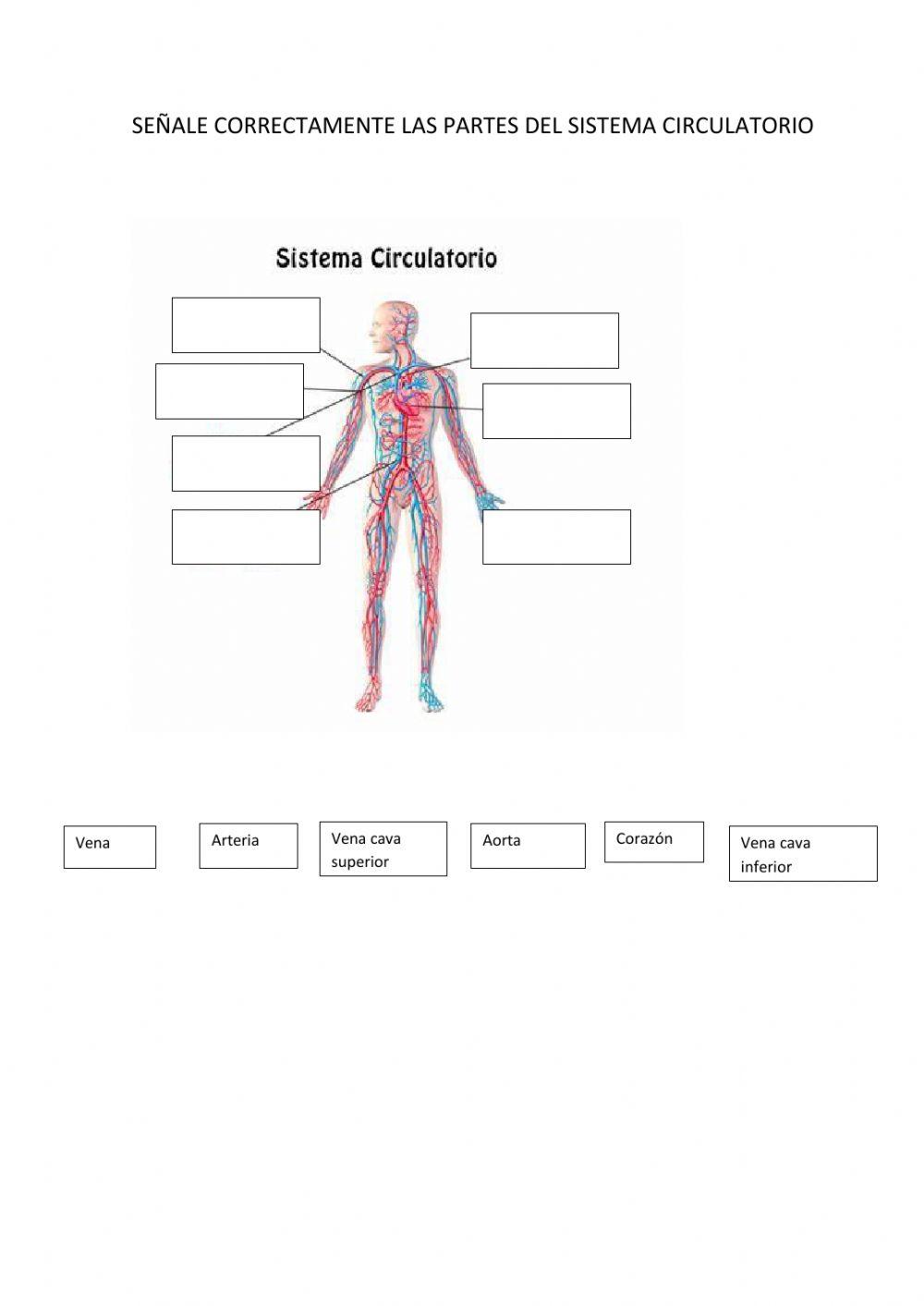 Sistema circulatorio Ciencias de la Naturaleza worksheet | Live Worksheets