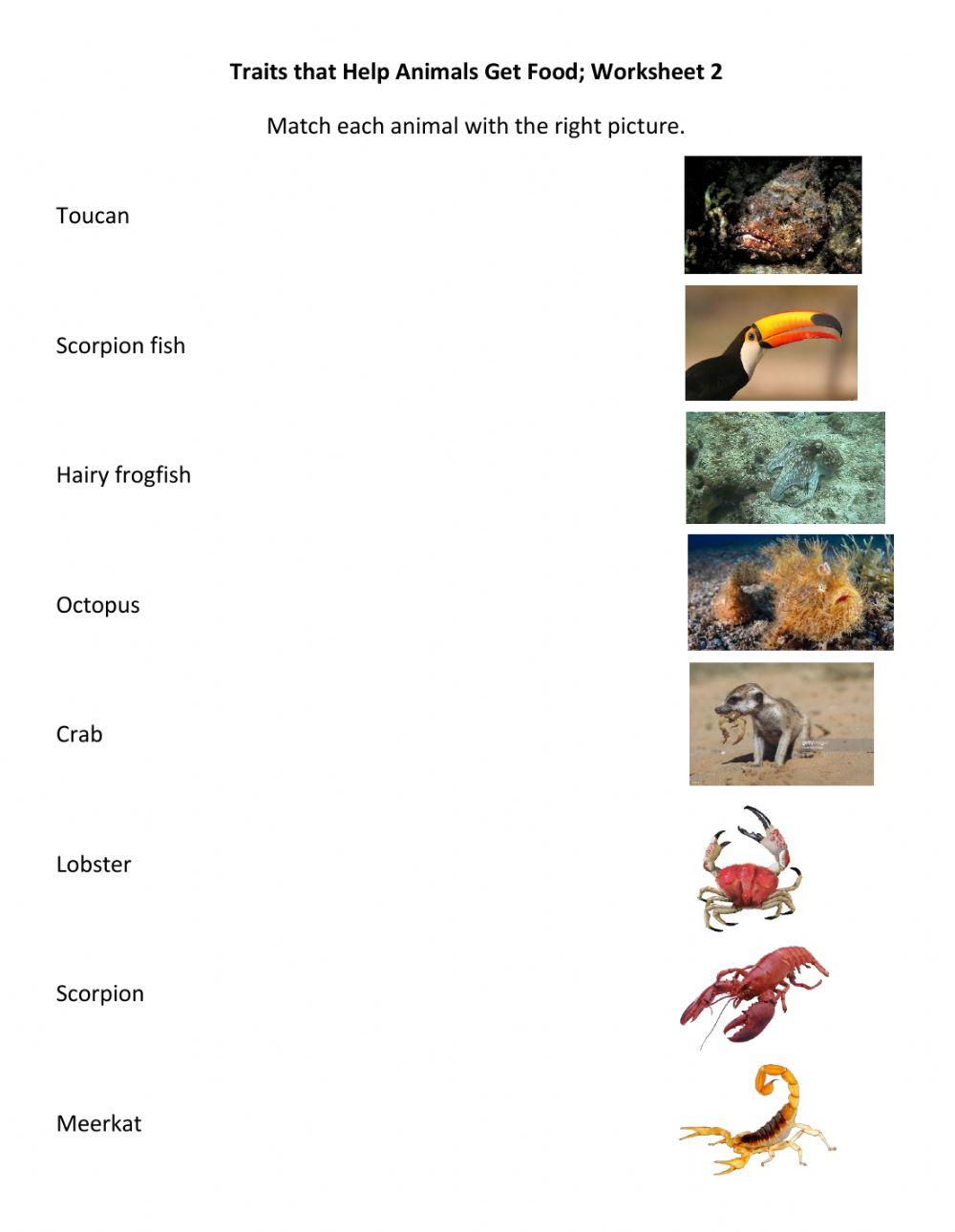 Traits That Help Get Food interactive worksheet | Live Worksheets