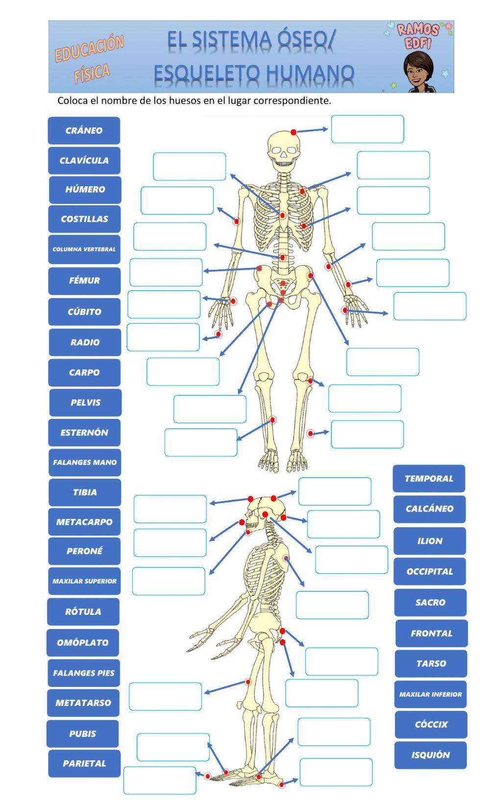 El esqueleto | ramosg2020 | Live Worksheets