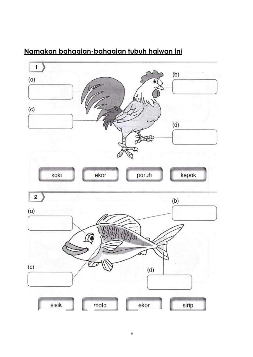 Latihan Sains tahun 1 interactive worksheet | Live Worksheets