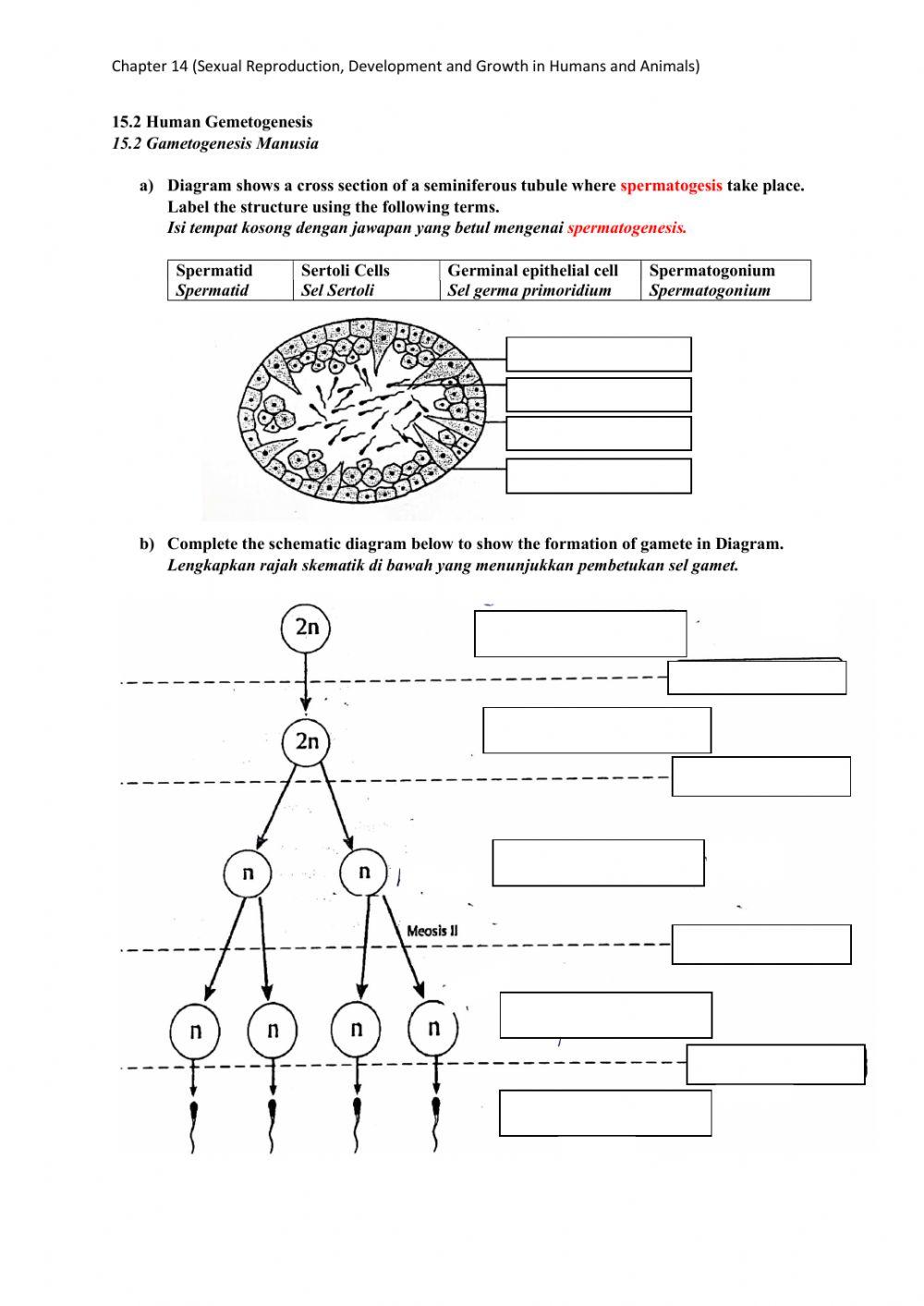 Spermatogenesis And Oogenesis Worksheet