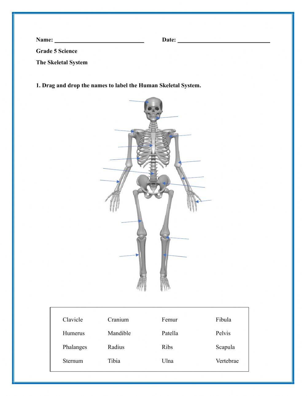 Grade 5 Science The Skeletal System 4508170 | Abnia