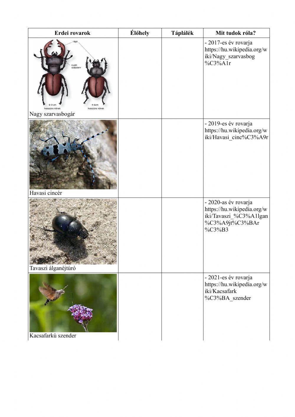 Év erdei rovarok 610136 | Lakatos Irén Éva | Live
