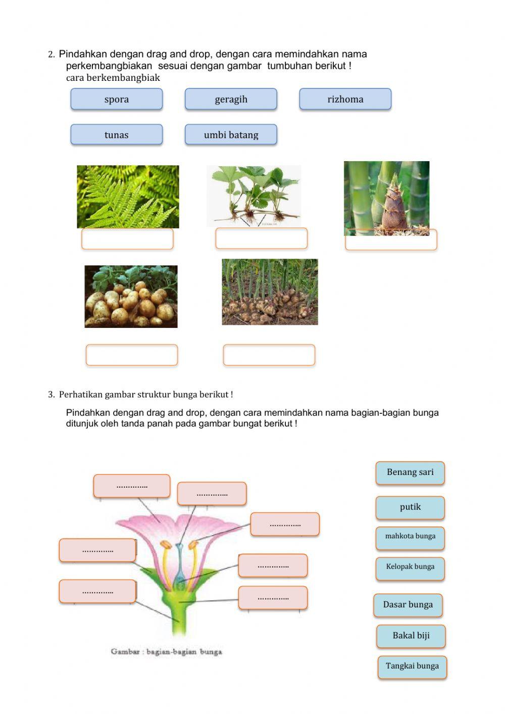 PAS 9 Bagian 2 566139 | Dominicus Tito | Live Worksheets