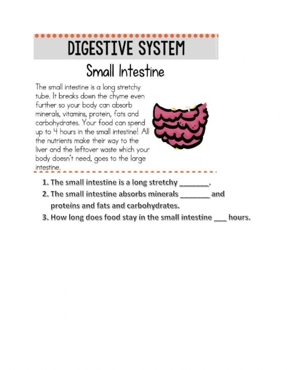 569175 | Digestive system | KPTinch | LiveWorksheets