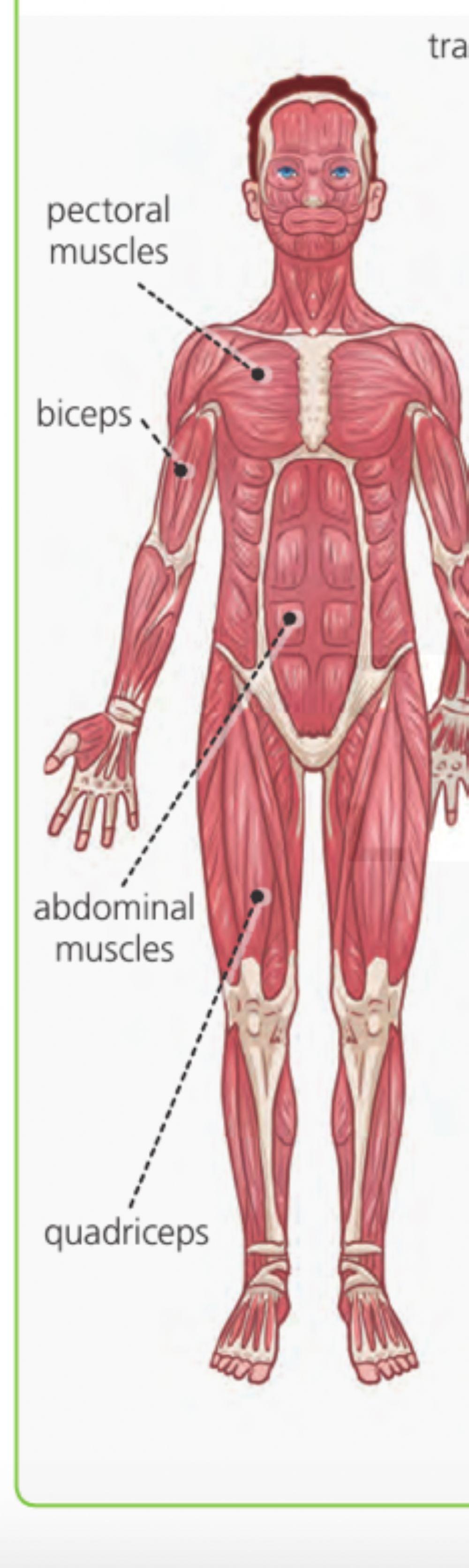 ---Los músculos--- worksheet | Live Worksheets