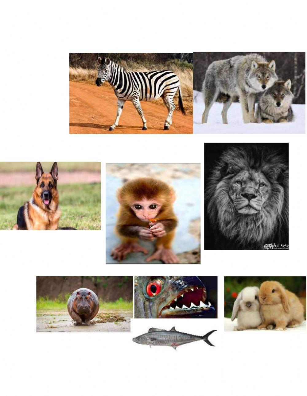 Daste bandi heyvanat worksheet | Live Worksheets