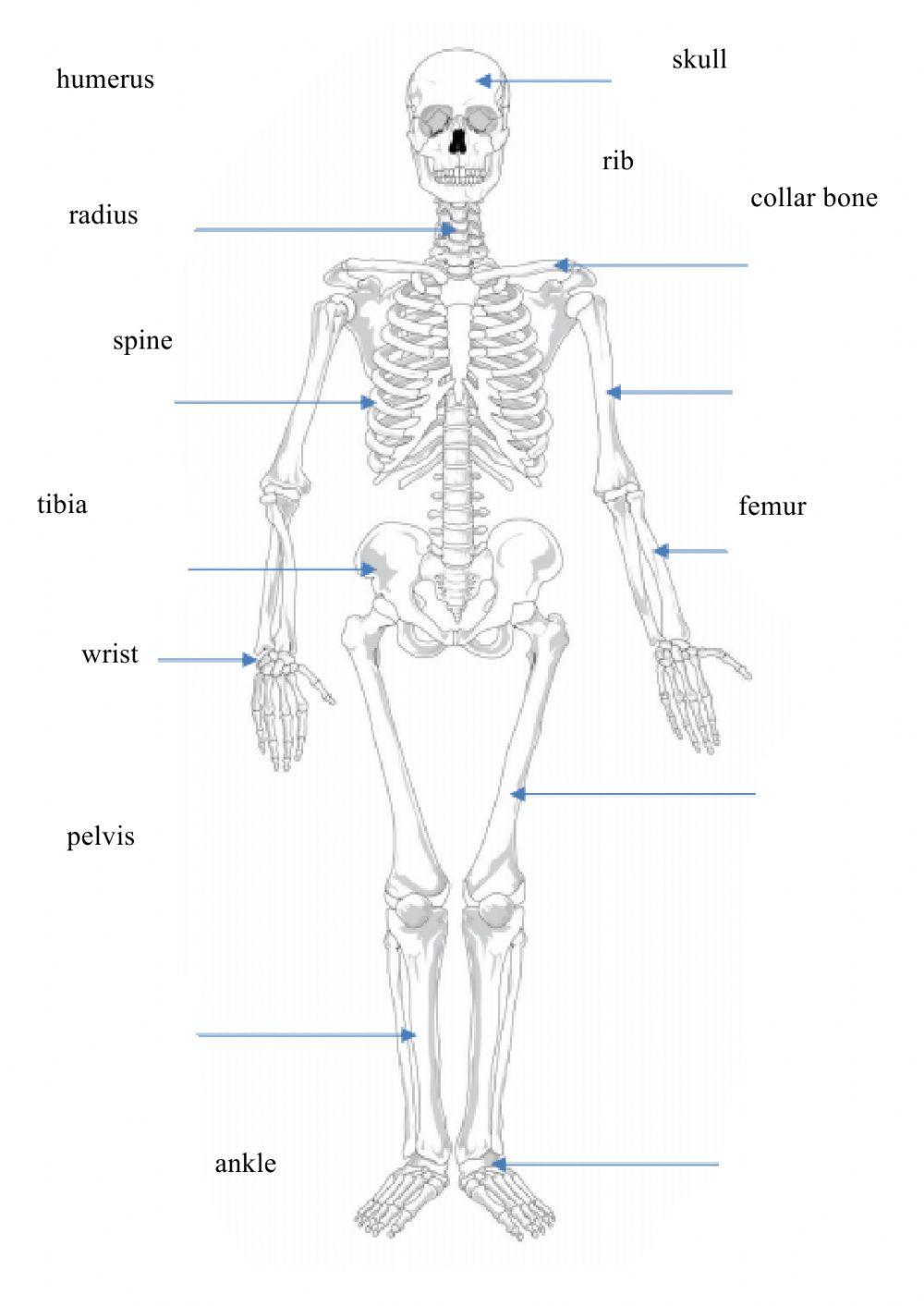 Skeleton lable worksheet | Live Worksheets