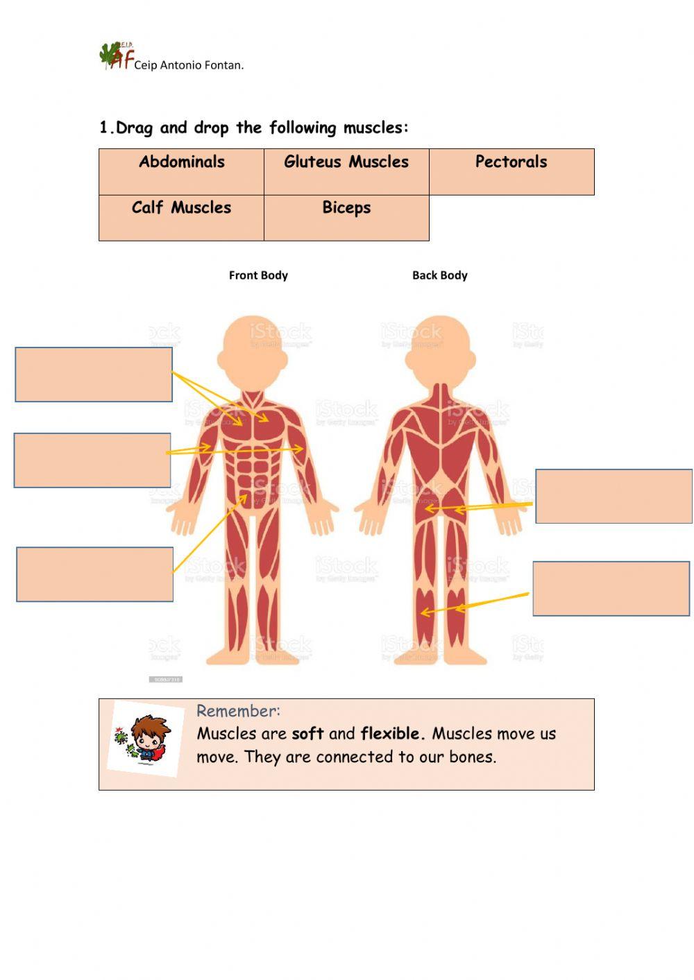 Muscles and joi… | Free Interactive Worksheets | 578954