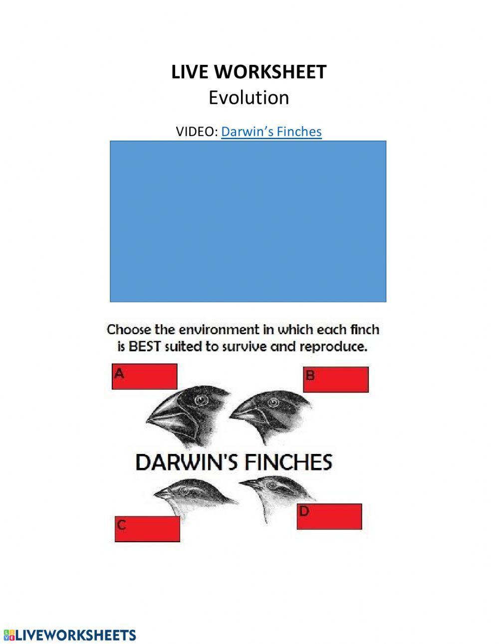 LIVE WORKSHEET:… | Free Interactive Worksheets | 58469