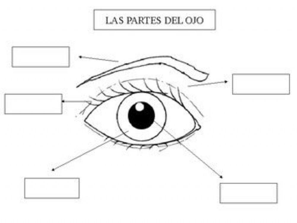 Partes Del Ojo Worksheet Live Worksheets