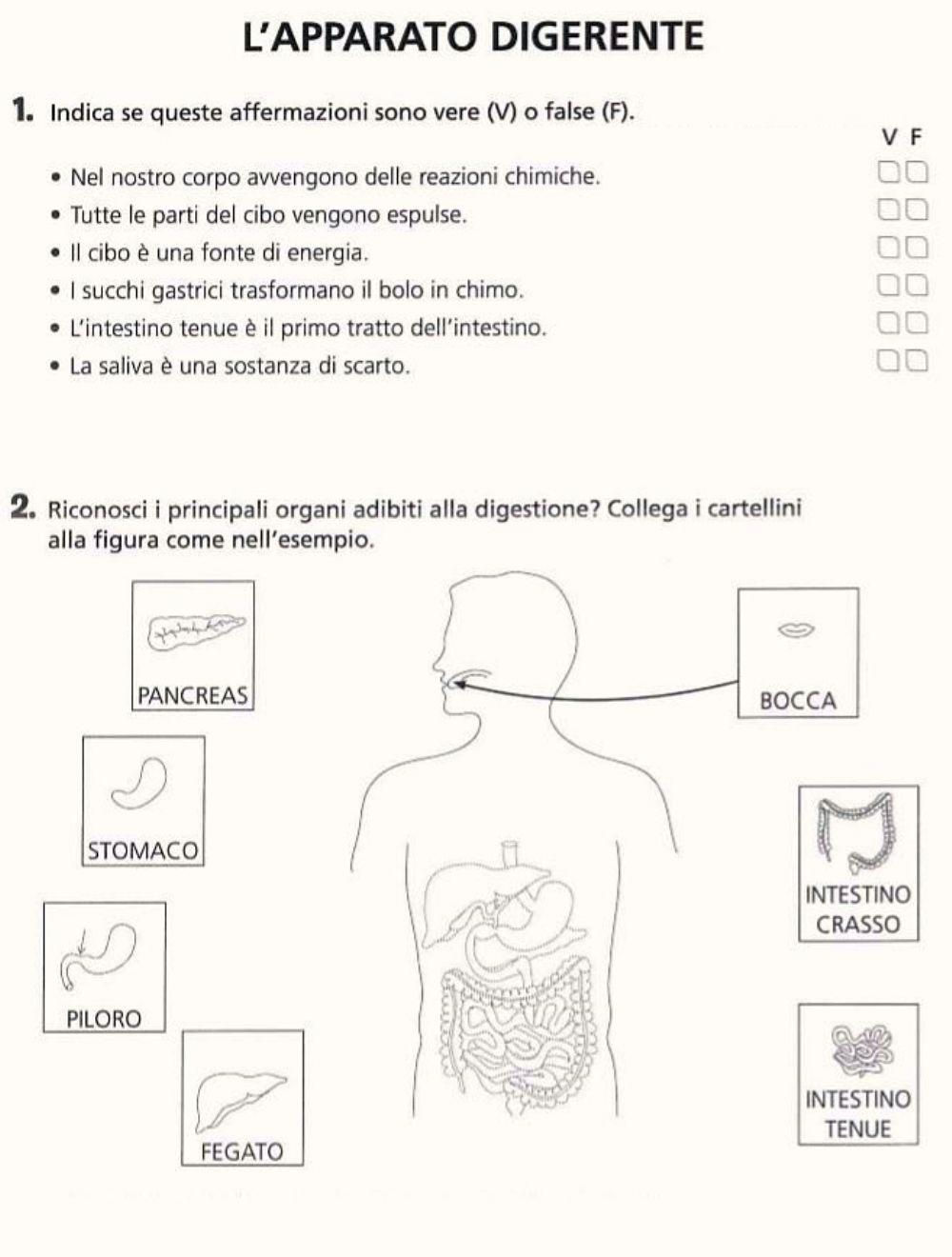 Verifica:digere… | Free Interactive Worksheets | 5411248