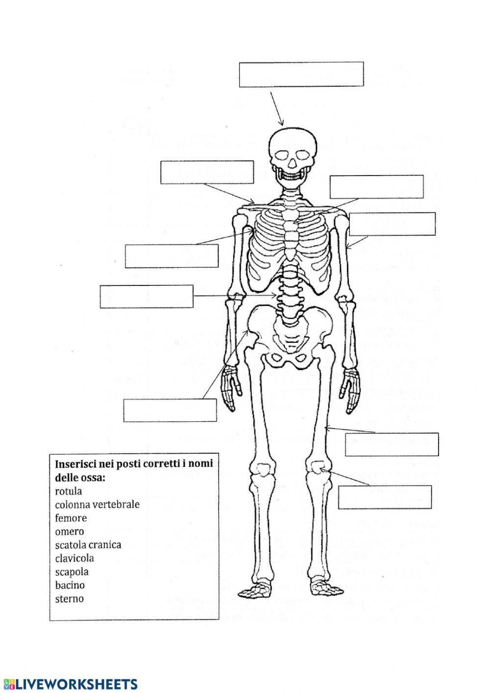 64541 | Verifica scienze apparato locomotore | Emilia