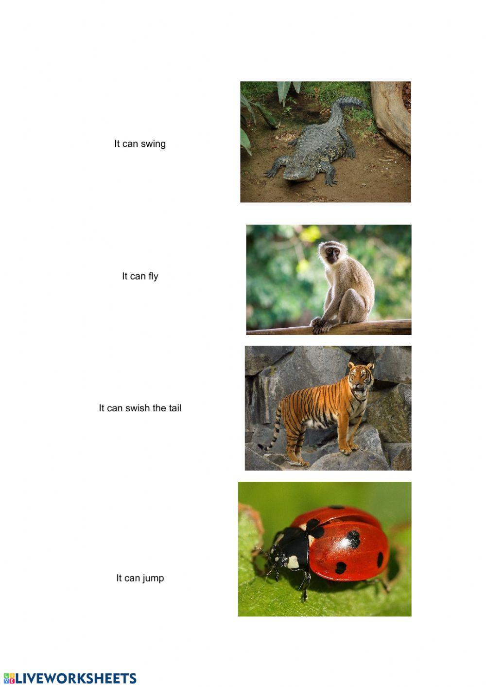 Can-Can-t (animals) worksheet | Live Worksheets