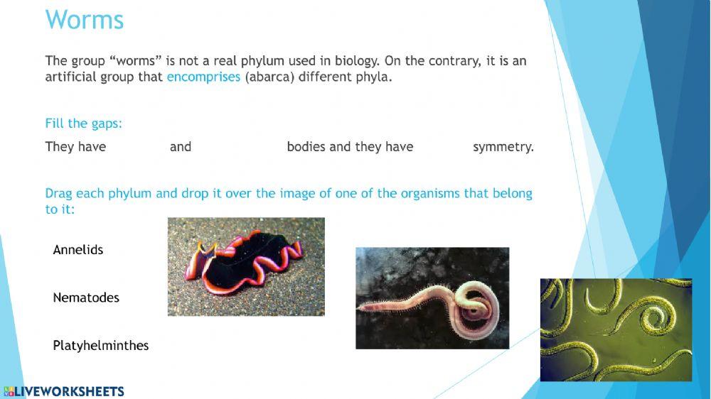 Ana_BioFyQ | Invertebrates. Worms 5421217