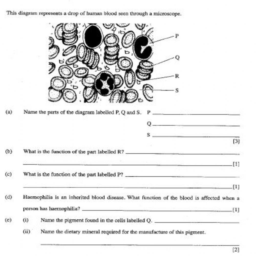 Components of Blood BJC Question 5421643 | Sharanda