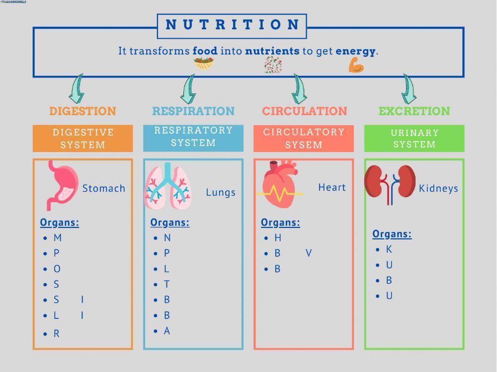 NUTRITION Diagr… | Free Interactive Worksheets | 73645