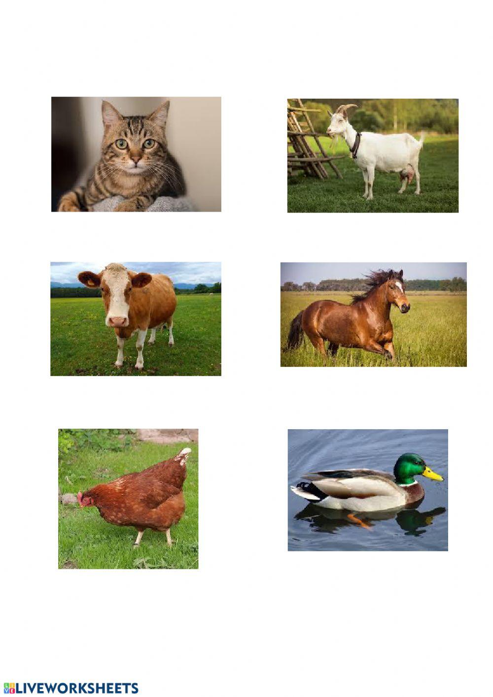 Farm animals online activity for 1 | Live Worksheets
