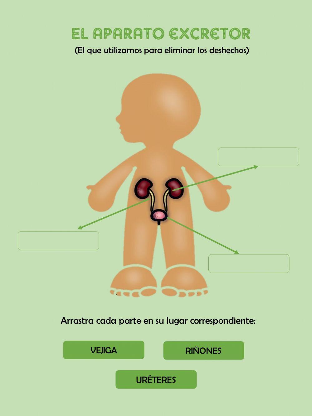 El Aparato Excretor Interactive Activity Live Workshe - vrogue.co El Aparato Excretor Interactive Activity Live Workshe - vrogue.co