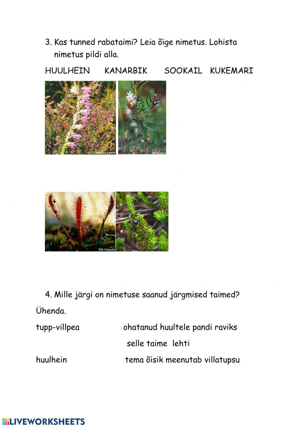 94398 | Rabataimed 6. kl | lilio | LiveWorksheets