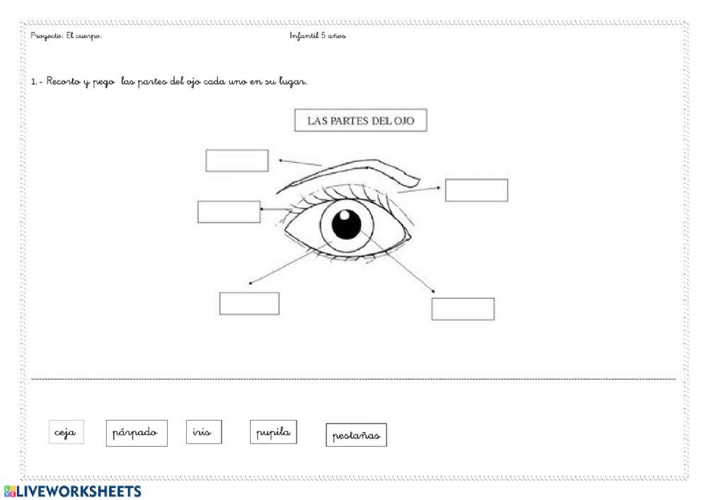 Partes Del Ojo 93676 Anagm77 Live Worksheets