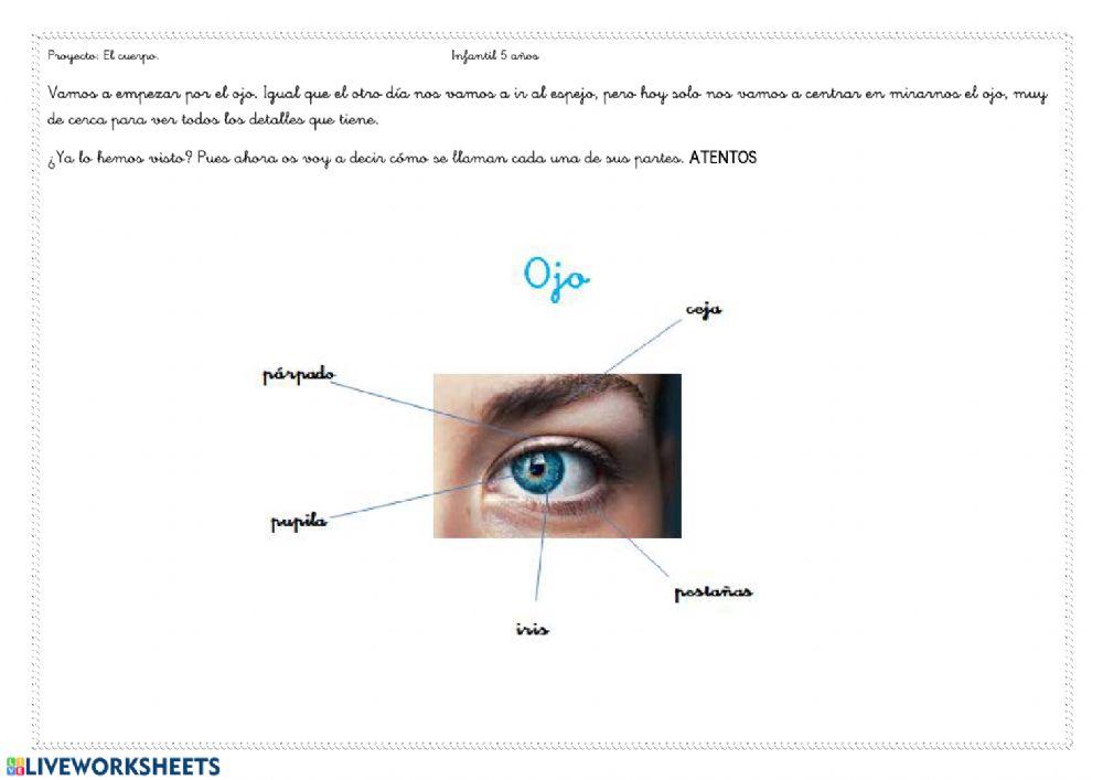 Partes Del Ojo Activity Live Worksheets