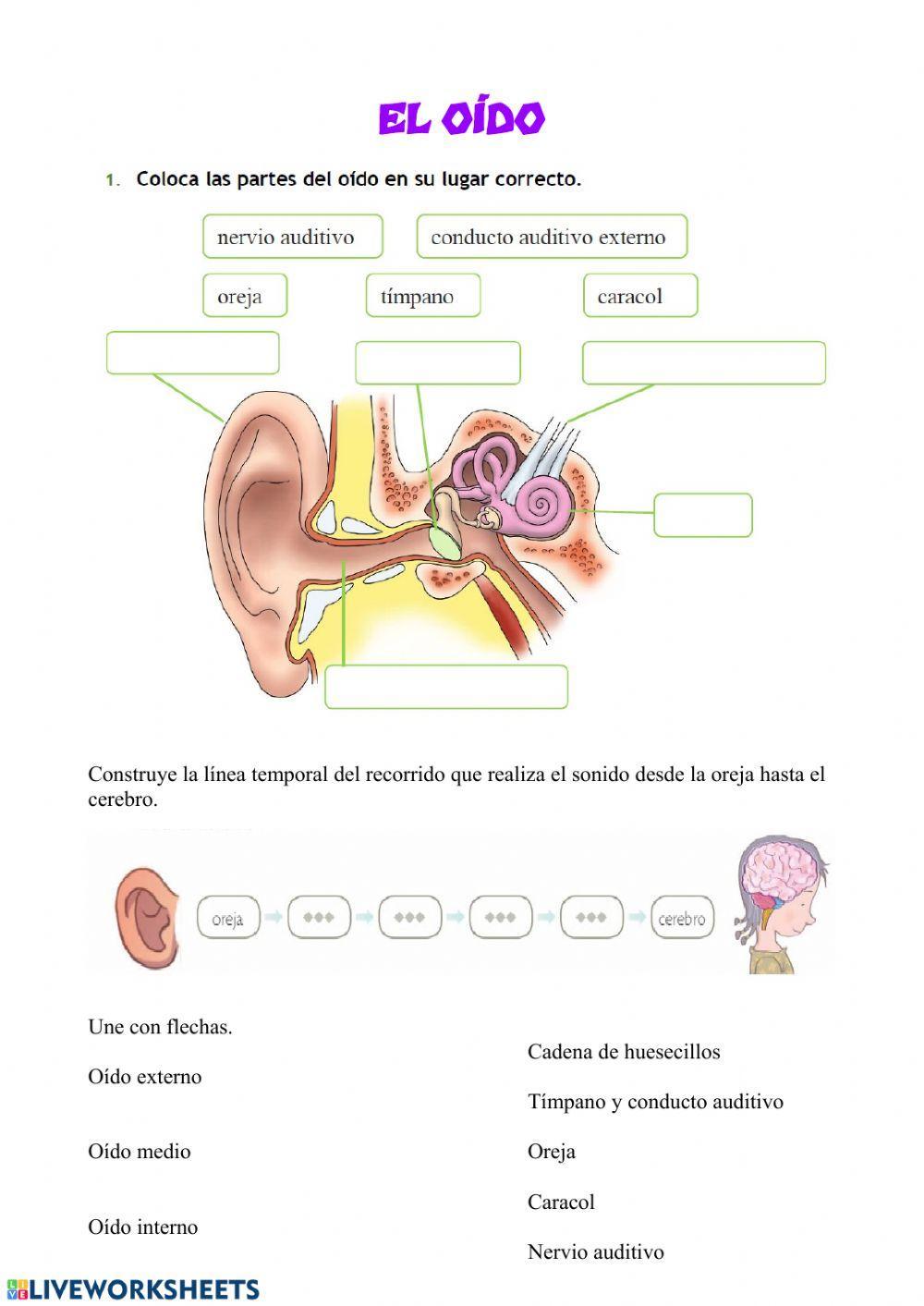El Oído Liveworksheets 98108